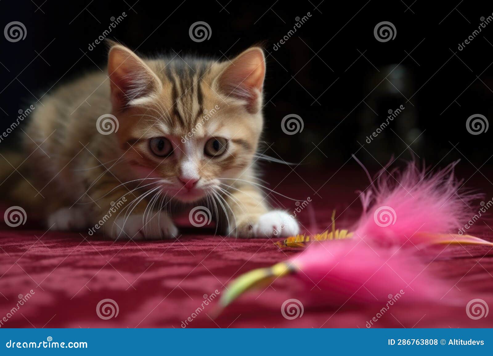 Kitten Stalking Feather Toy, Ready To Pounce Stock Illustration ...