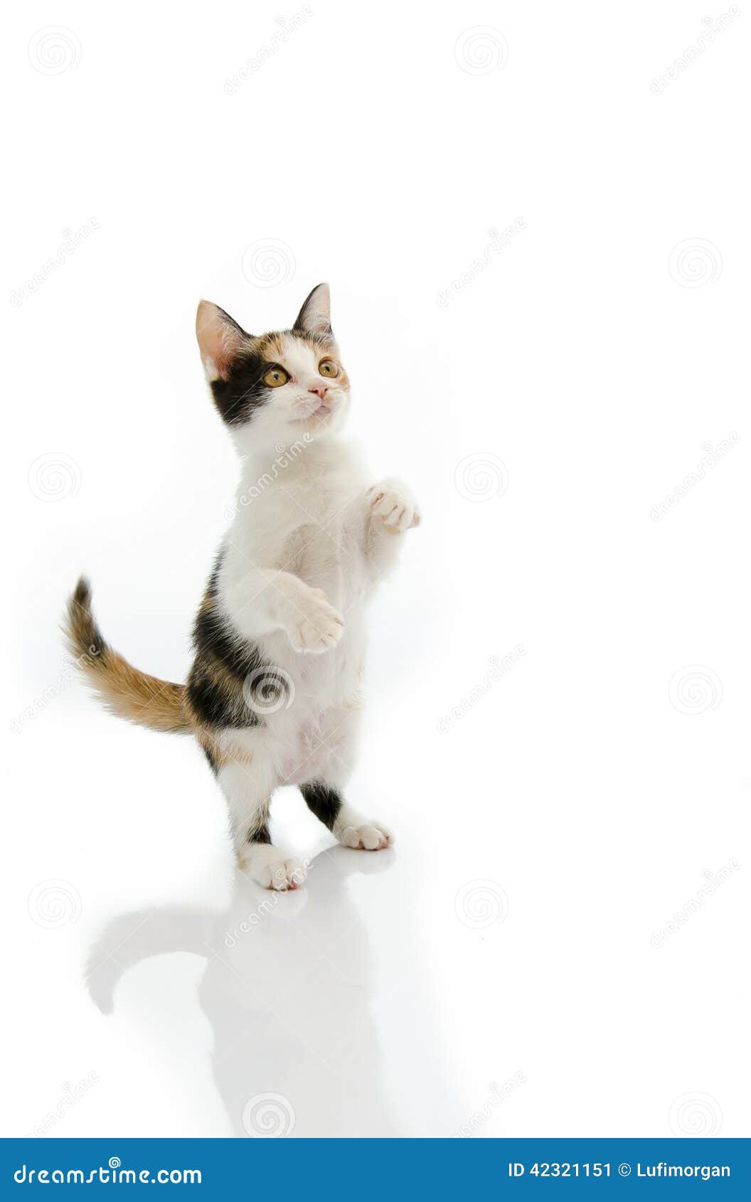 Kitten standing stock image. Image of animal, legs, camera - 42321151