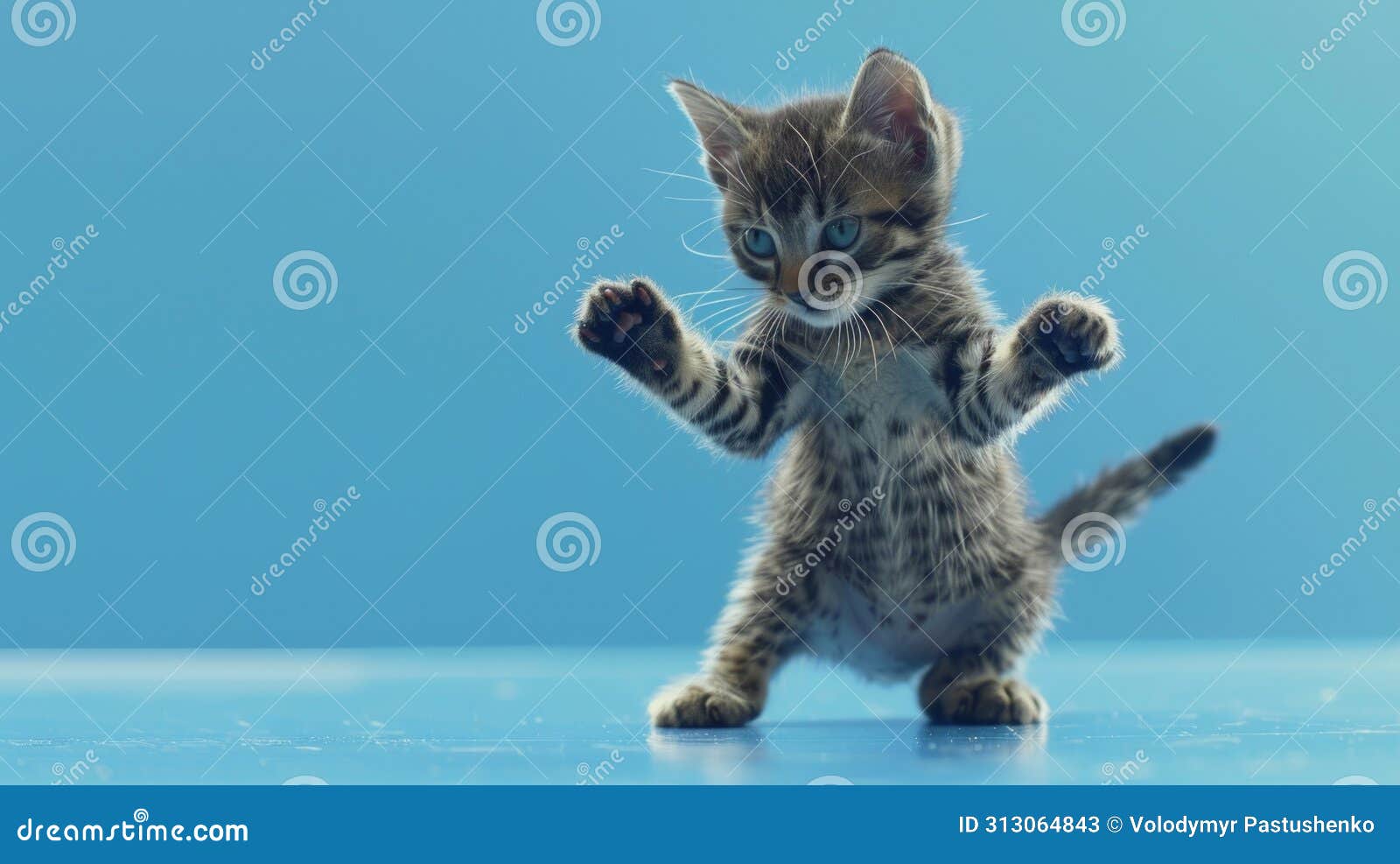 A Kitten Standing Up with Its Paws Up Stock Image - Image of whiskers ...