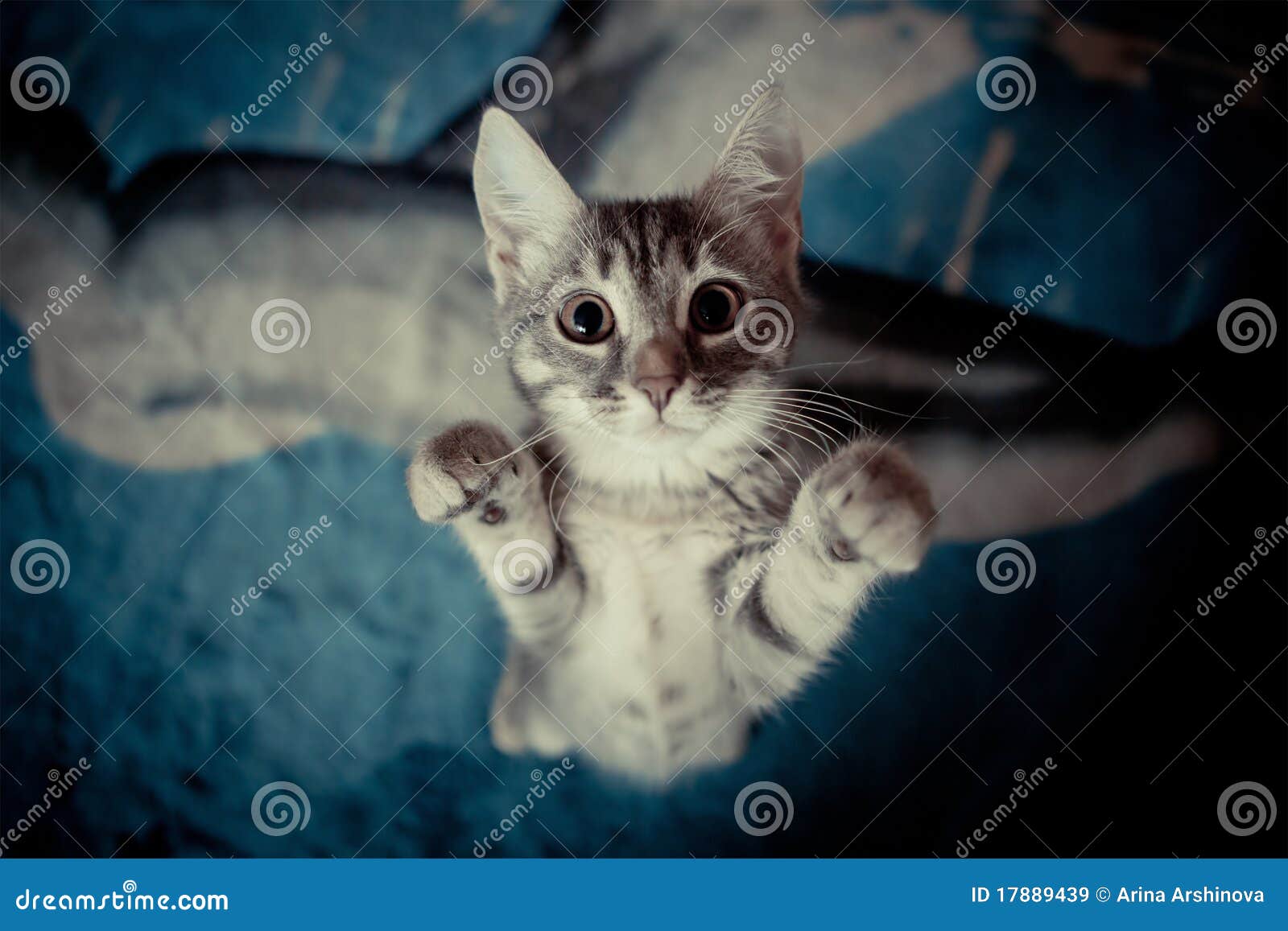 Kitten Stands with Her Paws Up Stock Image - Image of excitement ...