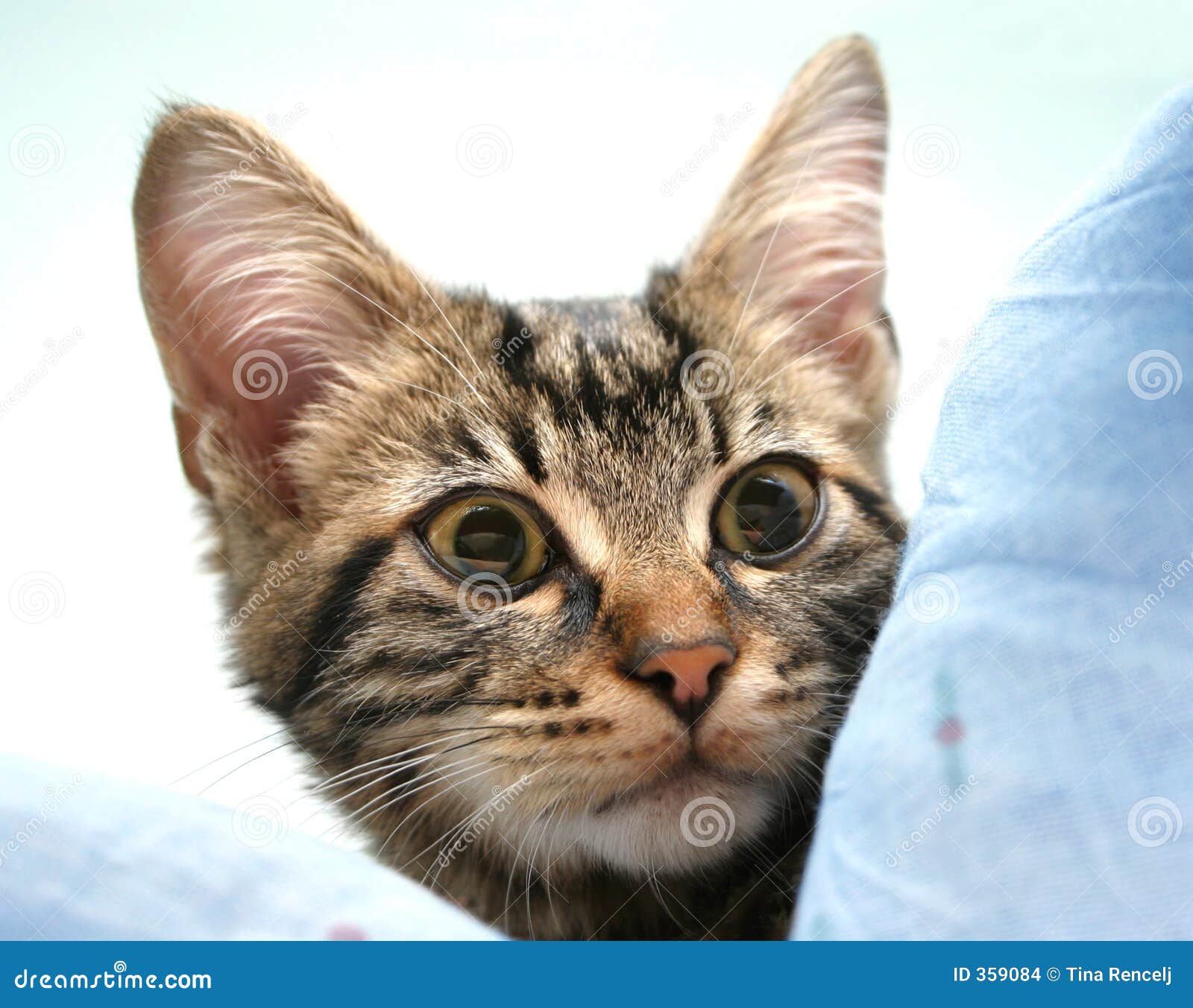 Kitten Stare stock photo. Image of peek, domestic, home - 359084