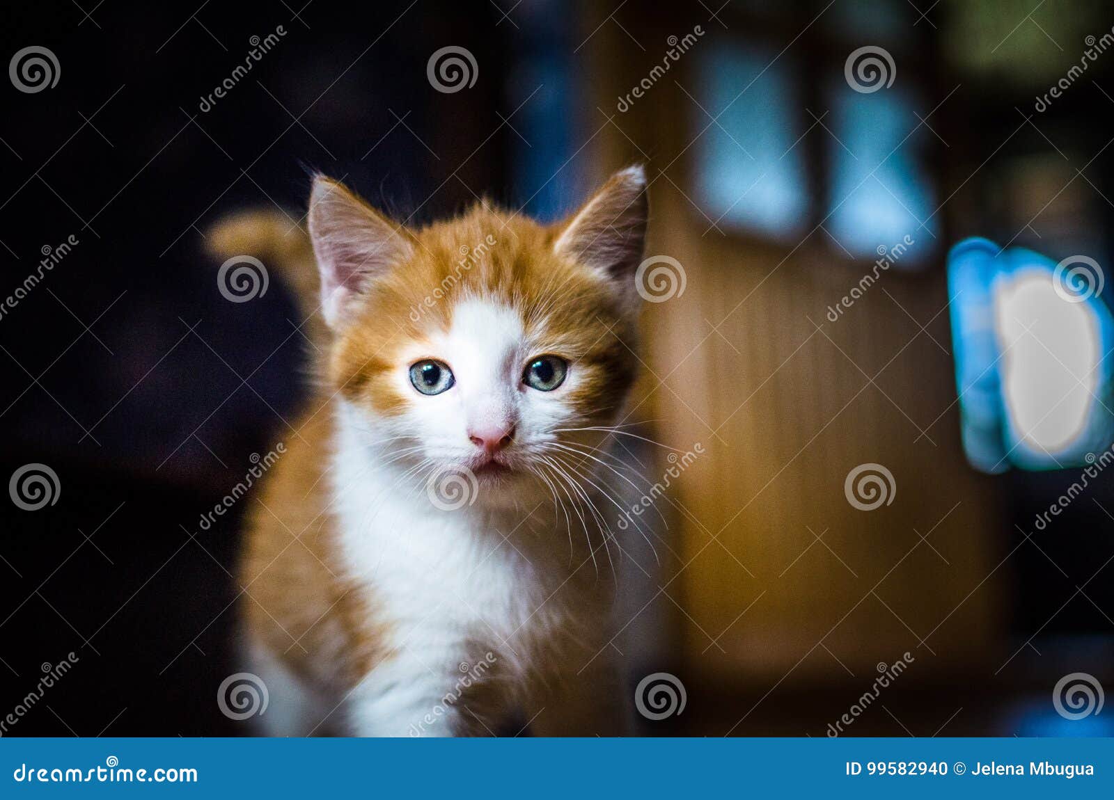 A Kitten Stares at the Camera Stock Photo - Image of orange, white ...