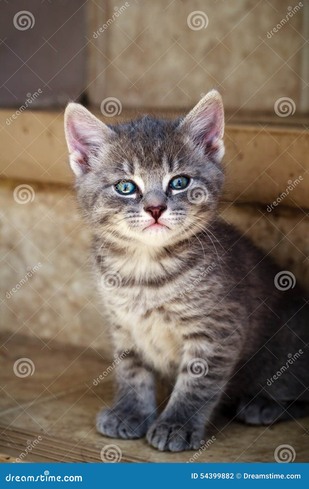 Kitten staring stock photo. Image of kittens, outdoors - 54399882