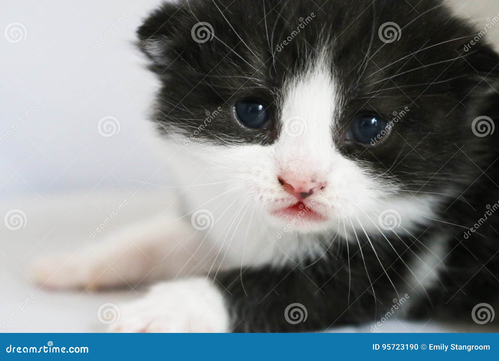 Kitten Staring into the Camera Stock Photo - Image of peering, animal ...