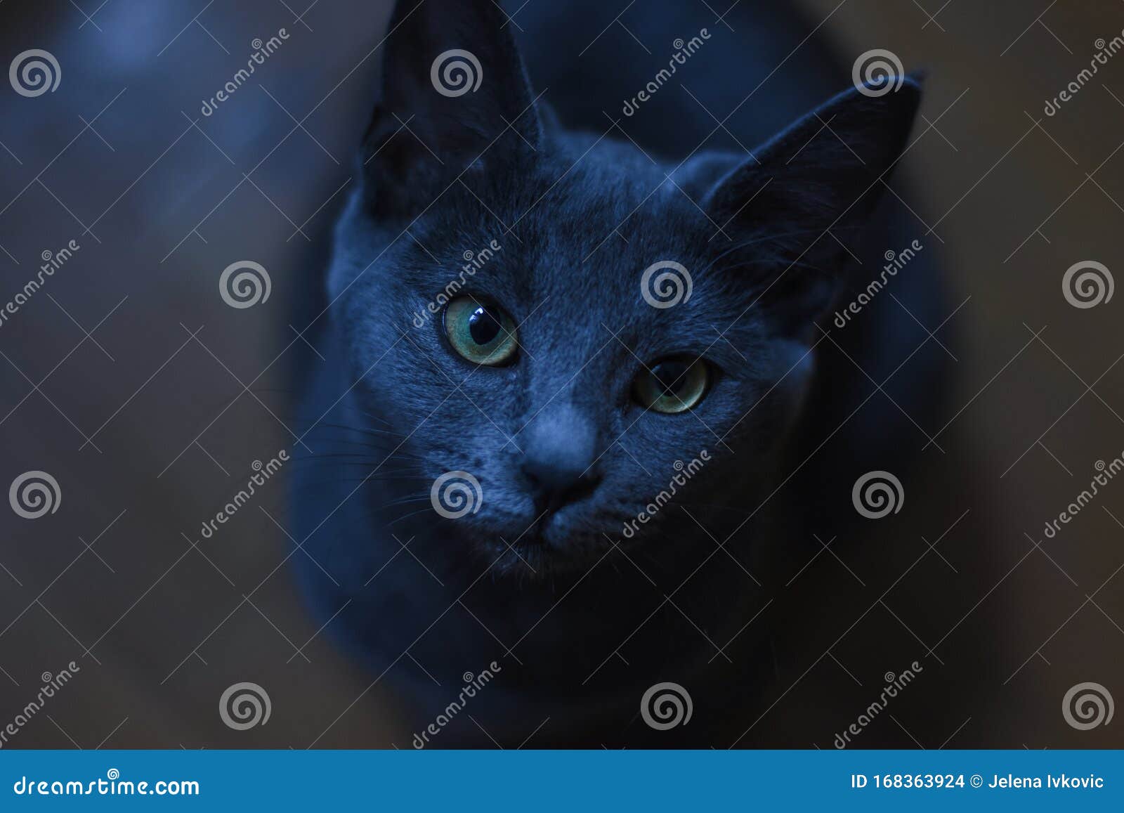 Kitten Staring at You stock photo. Image of eyes, silver - 168363924