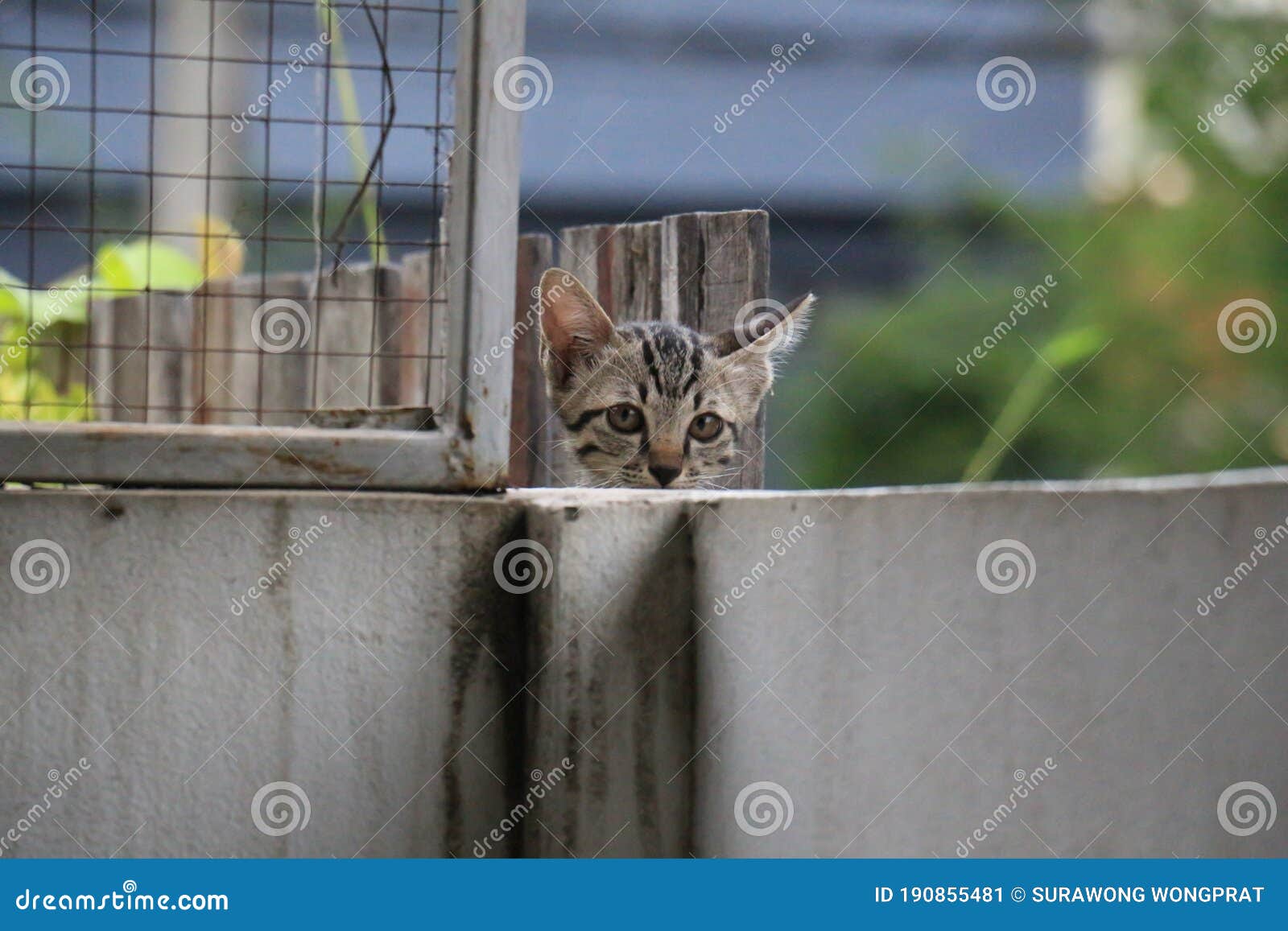 A Kitten Stay Behind the Dirty White Wall. Stock Image - Image of ...