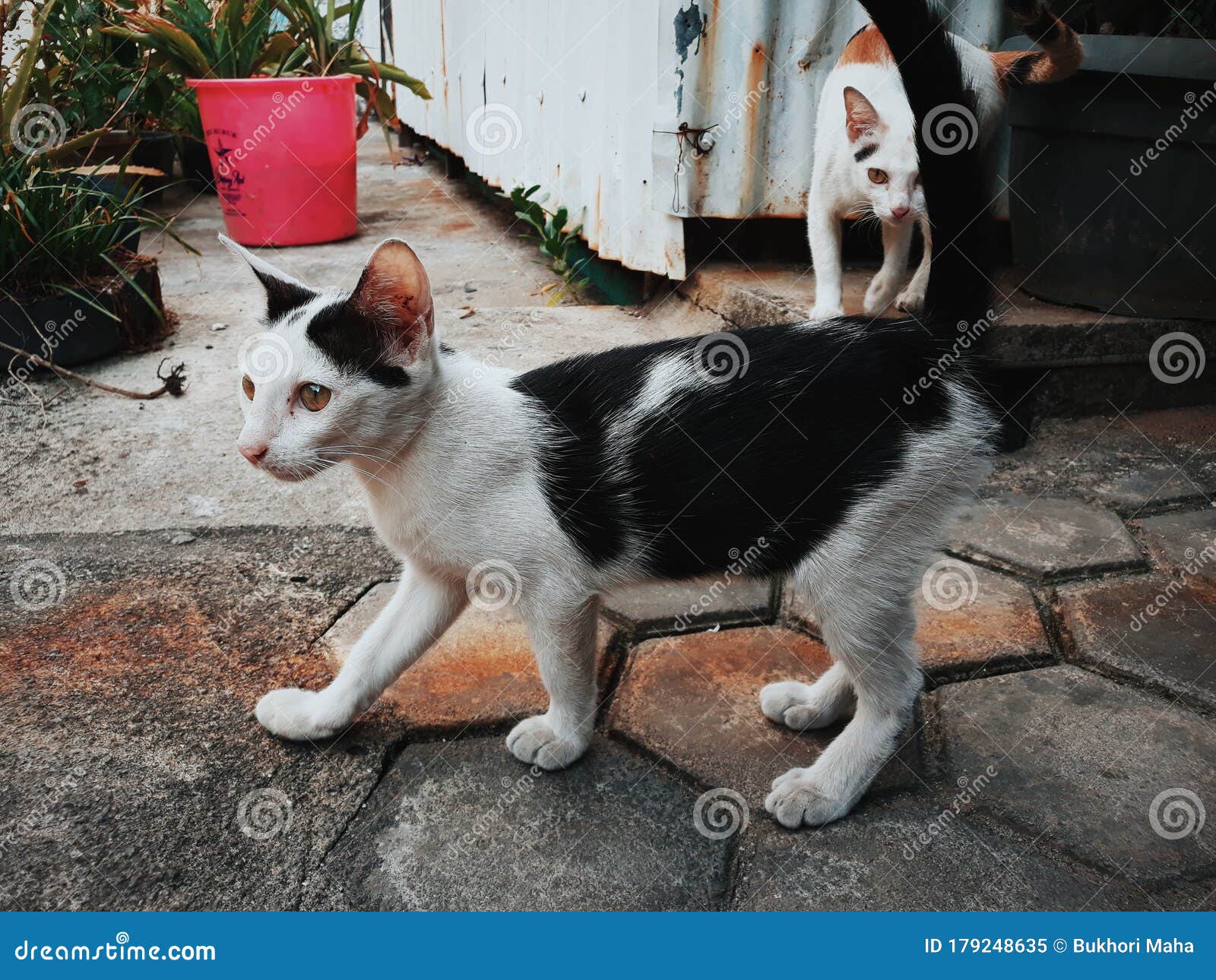 Kitten on the street stock image. Image of puppy, whiskers - 179248635
