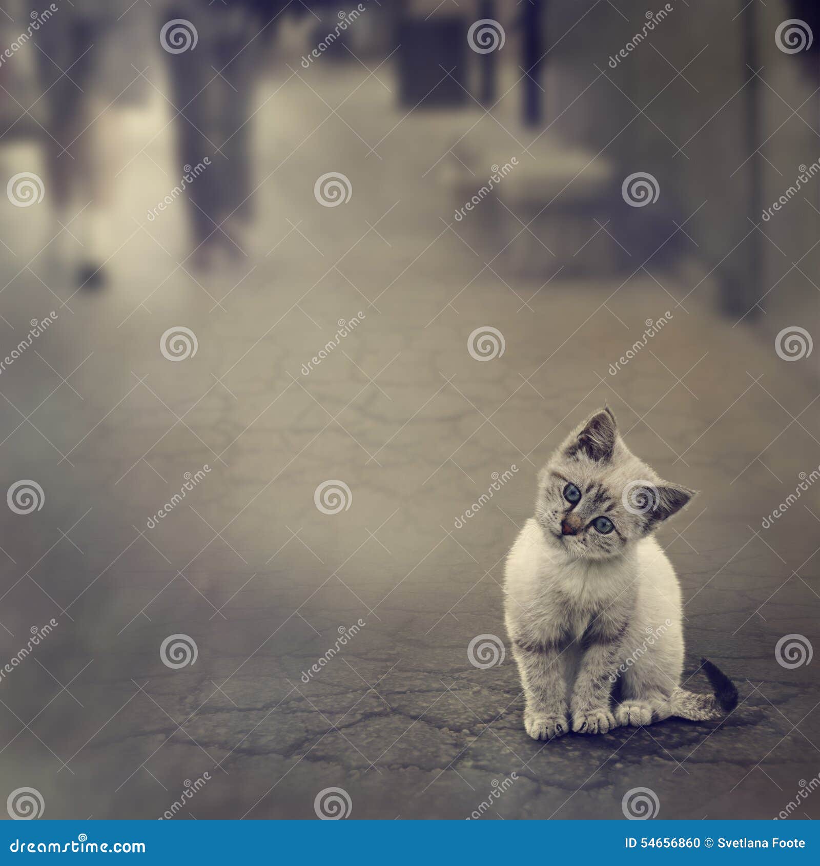 Kitten on the Street stock photo. Image of asphalt, homeless - 54656860