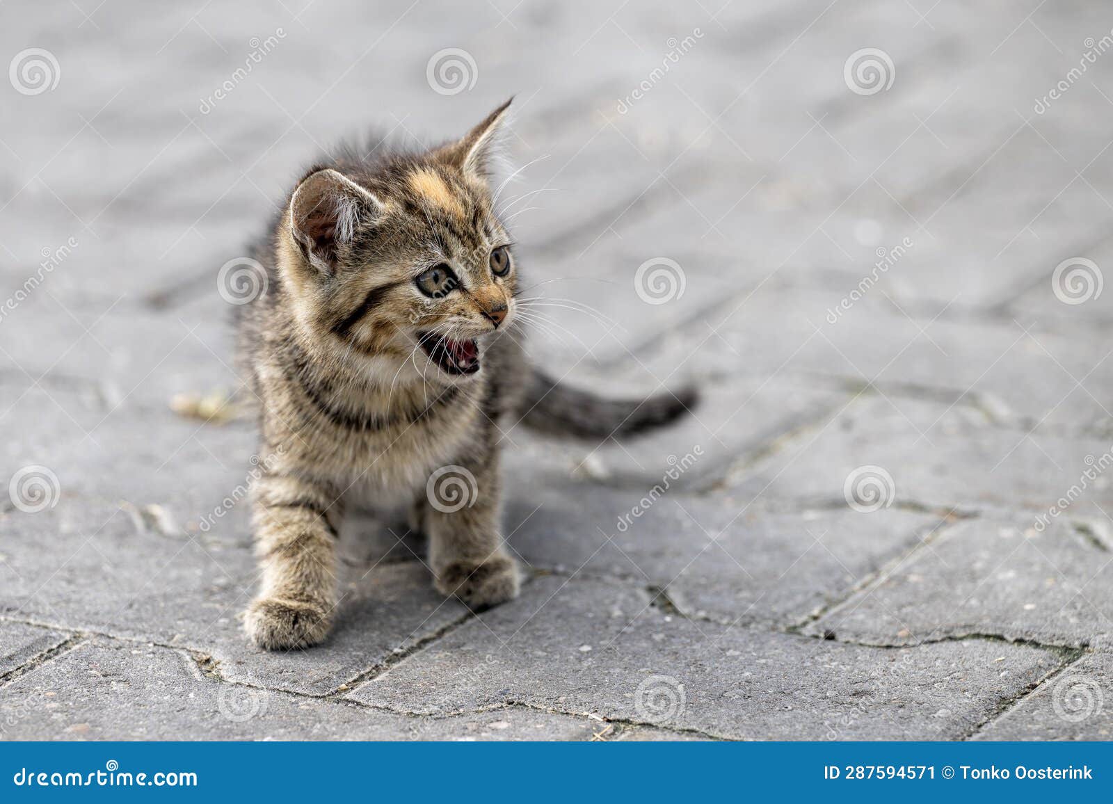 Kitten on Street Work on a Farm Stock Image - Image of mammal, sweet ...