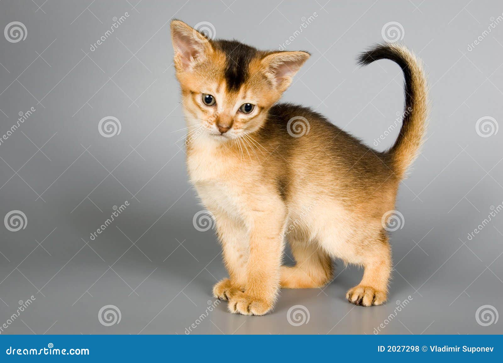 Kitten in studio stock photo. Image of stem, animals, muse - 2027298