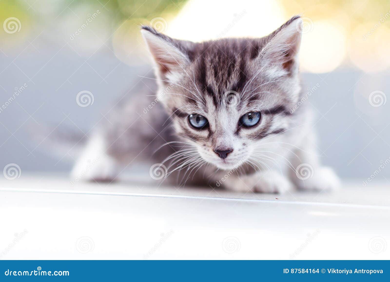 Kitten in the Sun at Sunset Stock Photo - Image of armful, four: 87584164