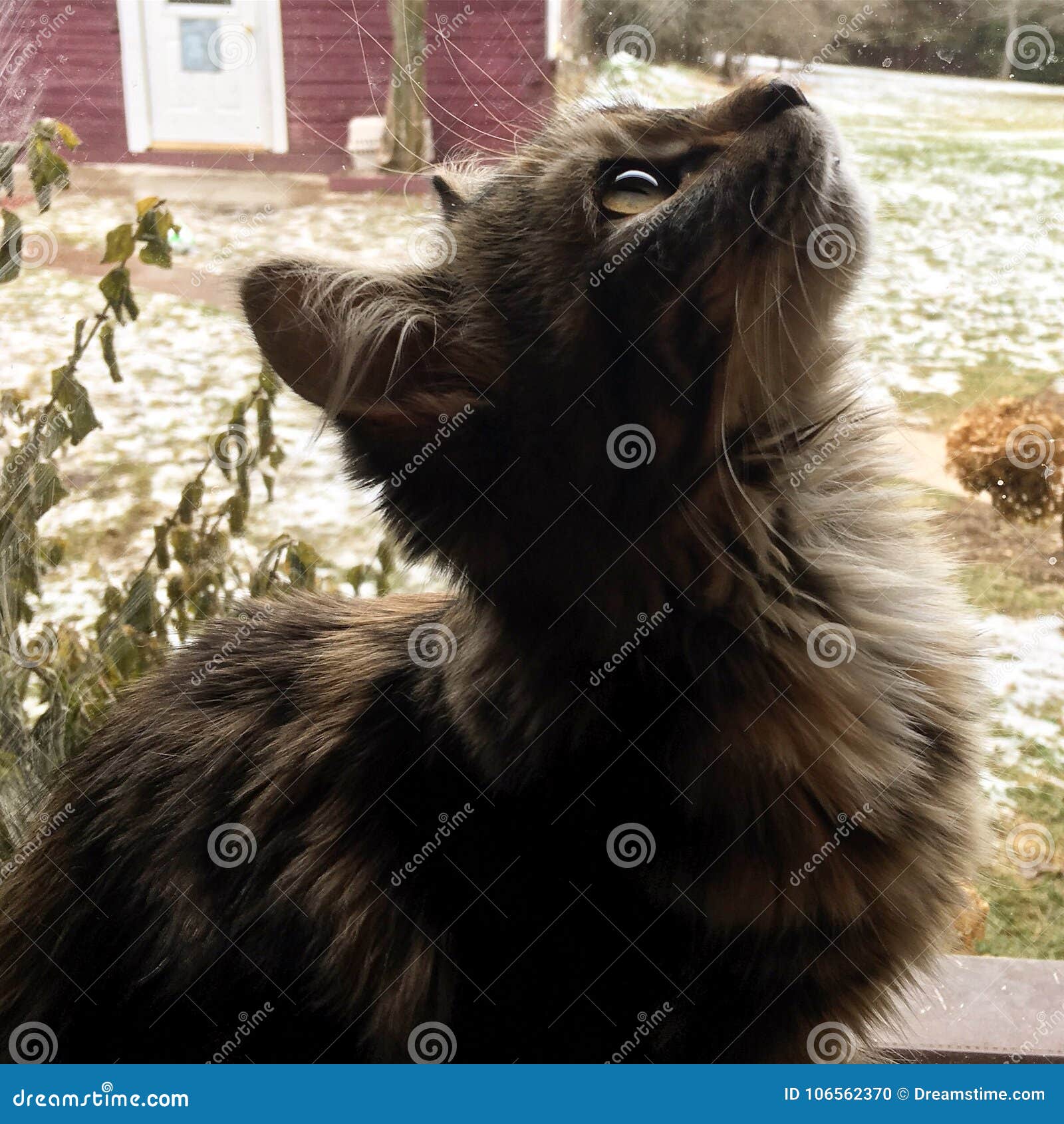 Kitten in sunlight stock photo. Image of sunlight, kitten - 106562370