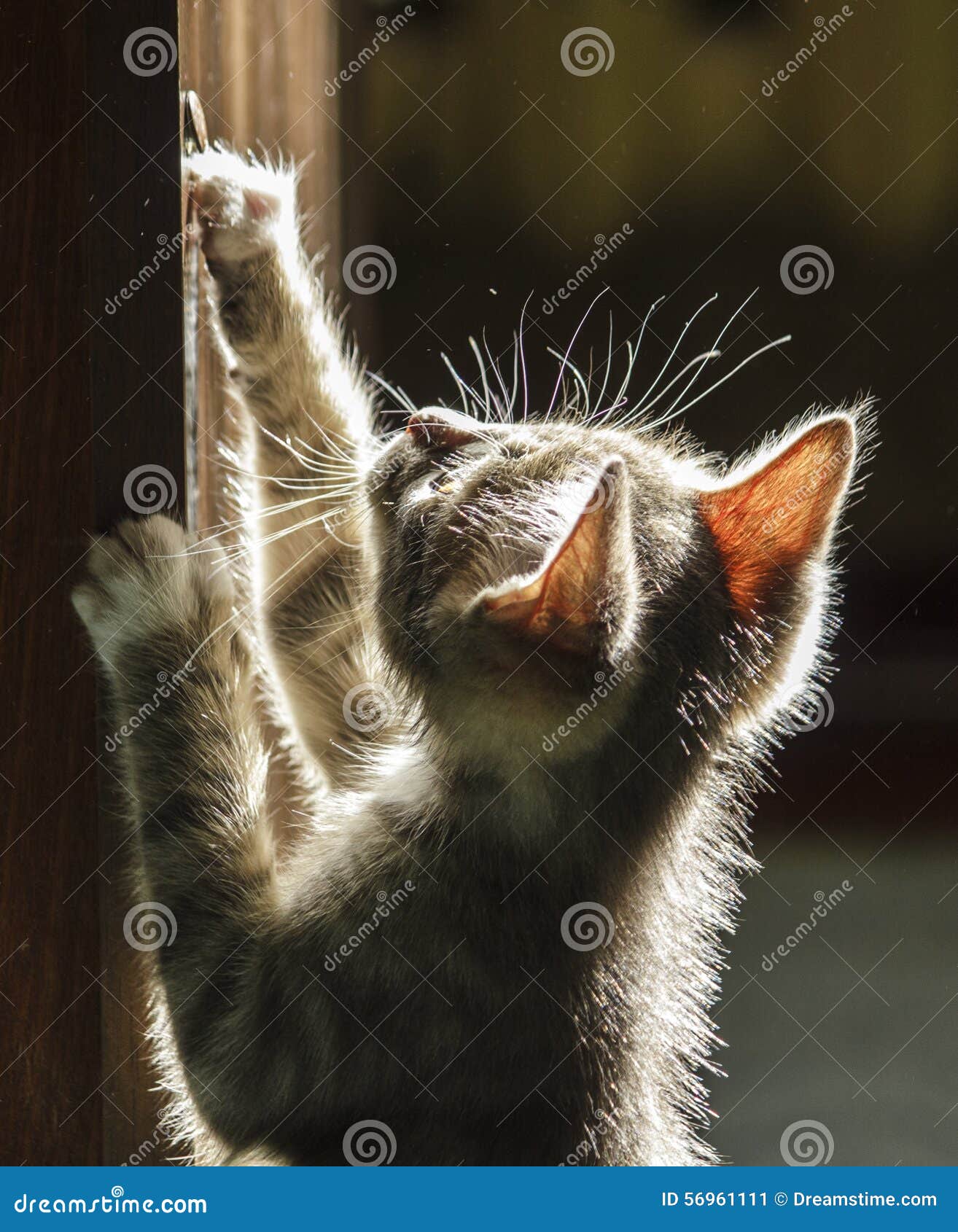 Kitten in the sunshine stock image. Image of nature, kitten - 56961111