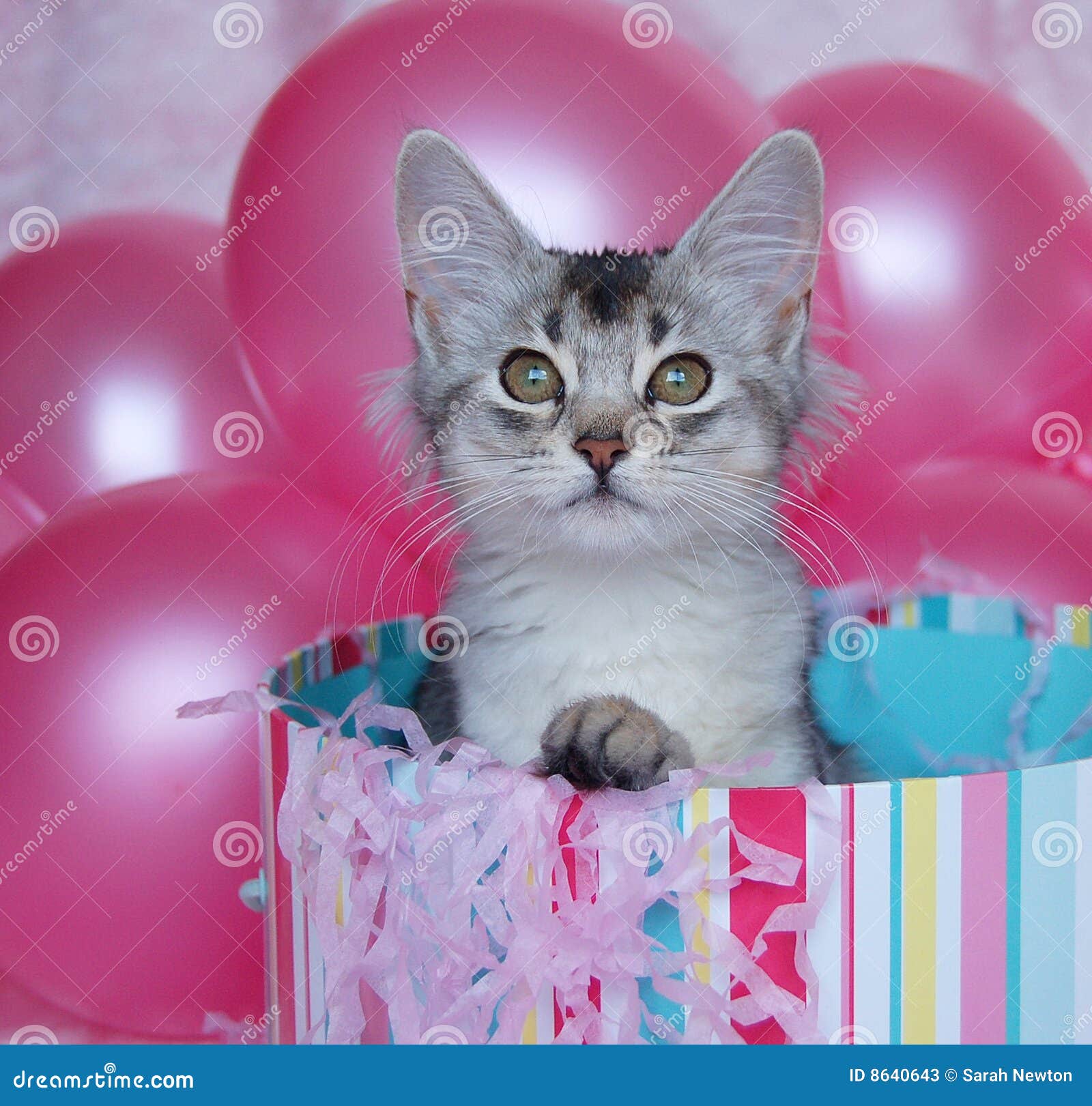 Kitten Surprise! stock image. Image of balloons, pose - 8640643