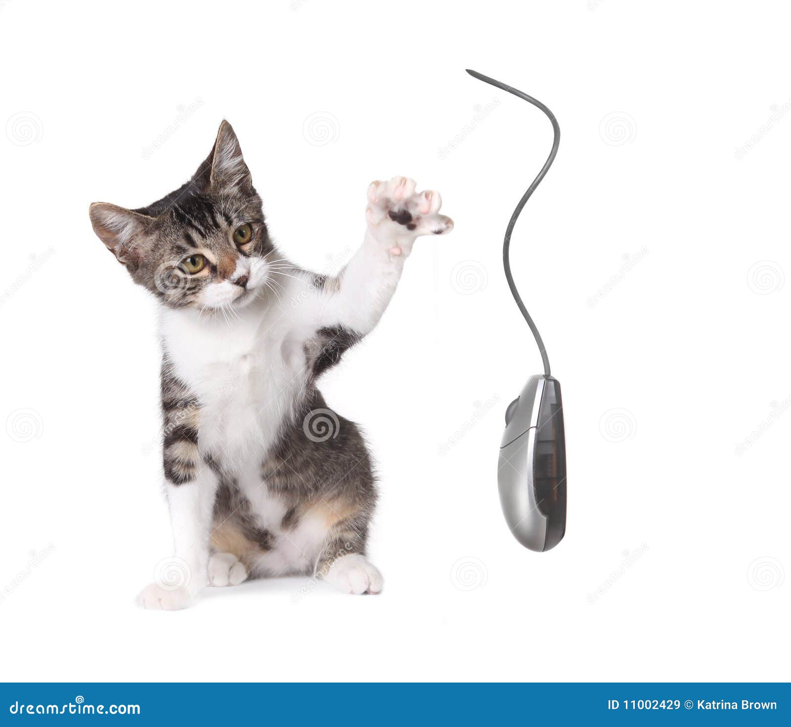 Kitten Swatting a Computer Mouse Stock Image - Image of playing ...