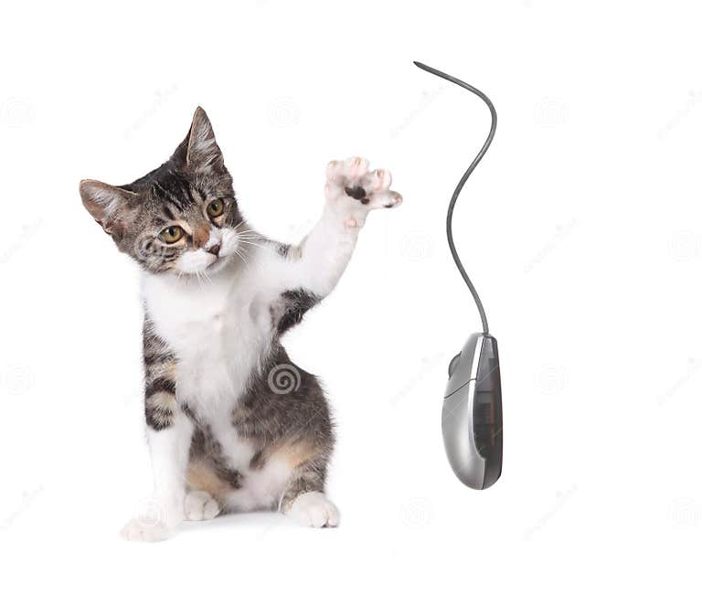 Kitten Swatting a Computer Mouse Stock Image - Image of playing ...