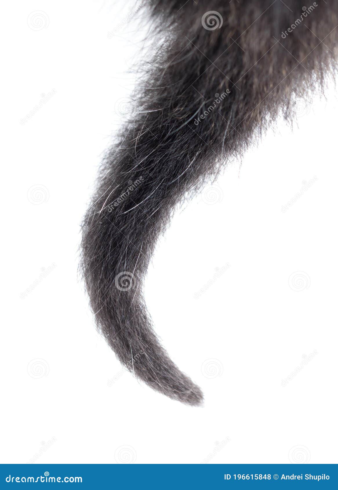 Kitten Tail Isolated on White Background Stock Photo - Image of mammal ...
