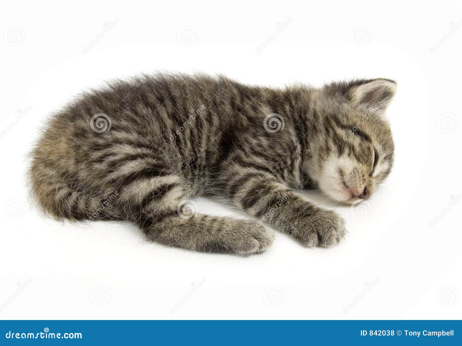 Kitten Taking a Nap on a White Background Stock Photo - Image of ...