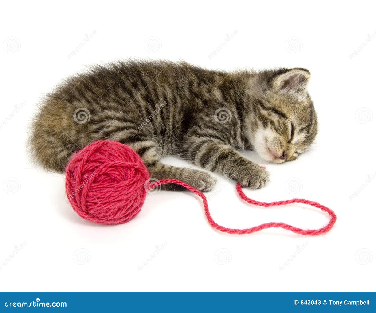 Kitten Taking a Nap on White Background Stock Image - Image of feline ...