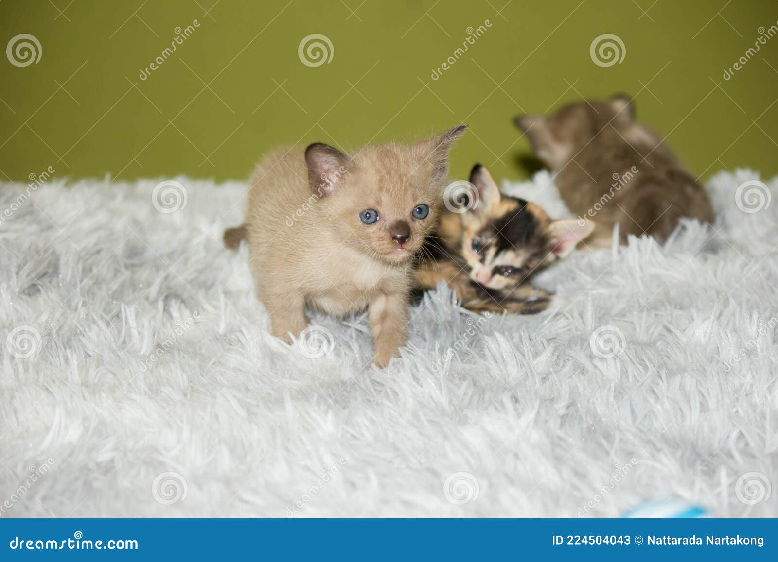 Blue-eyed Gray Kitten, Three Weeks Old Stock Image - Image of grey ...