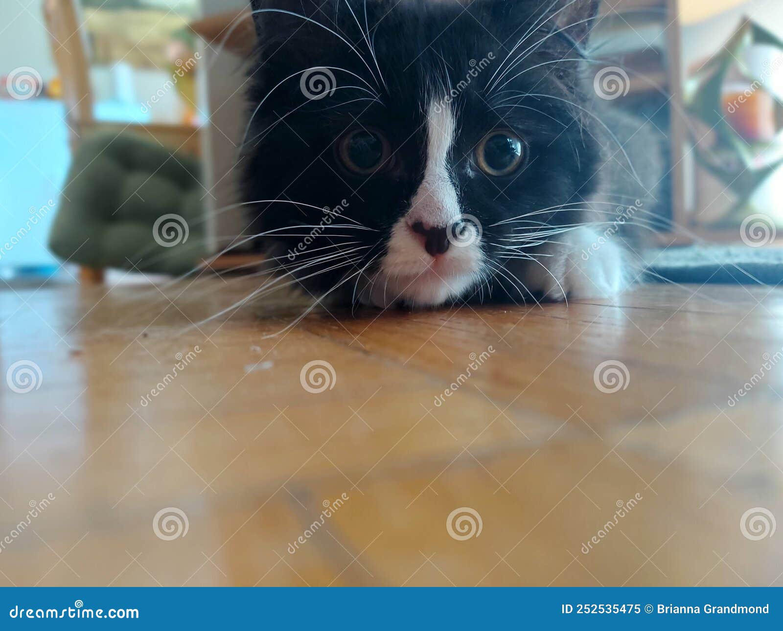 Kitten about to pounce stock image. Image of carnivore - 252535475