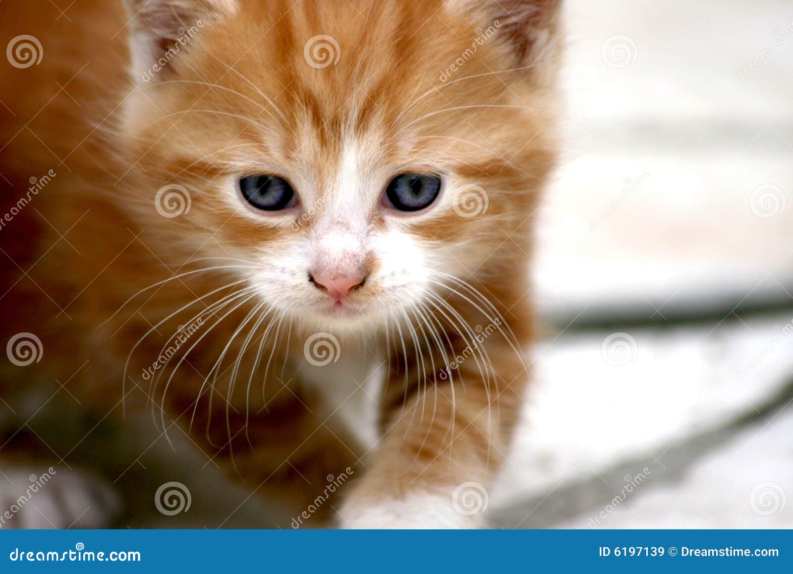 Kitten tomcat stock image. Image of fluffy, lovely, redheaded - 6197139