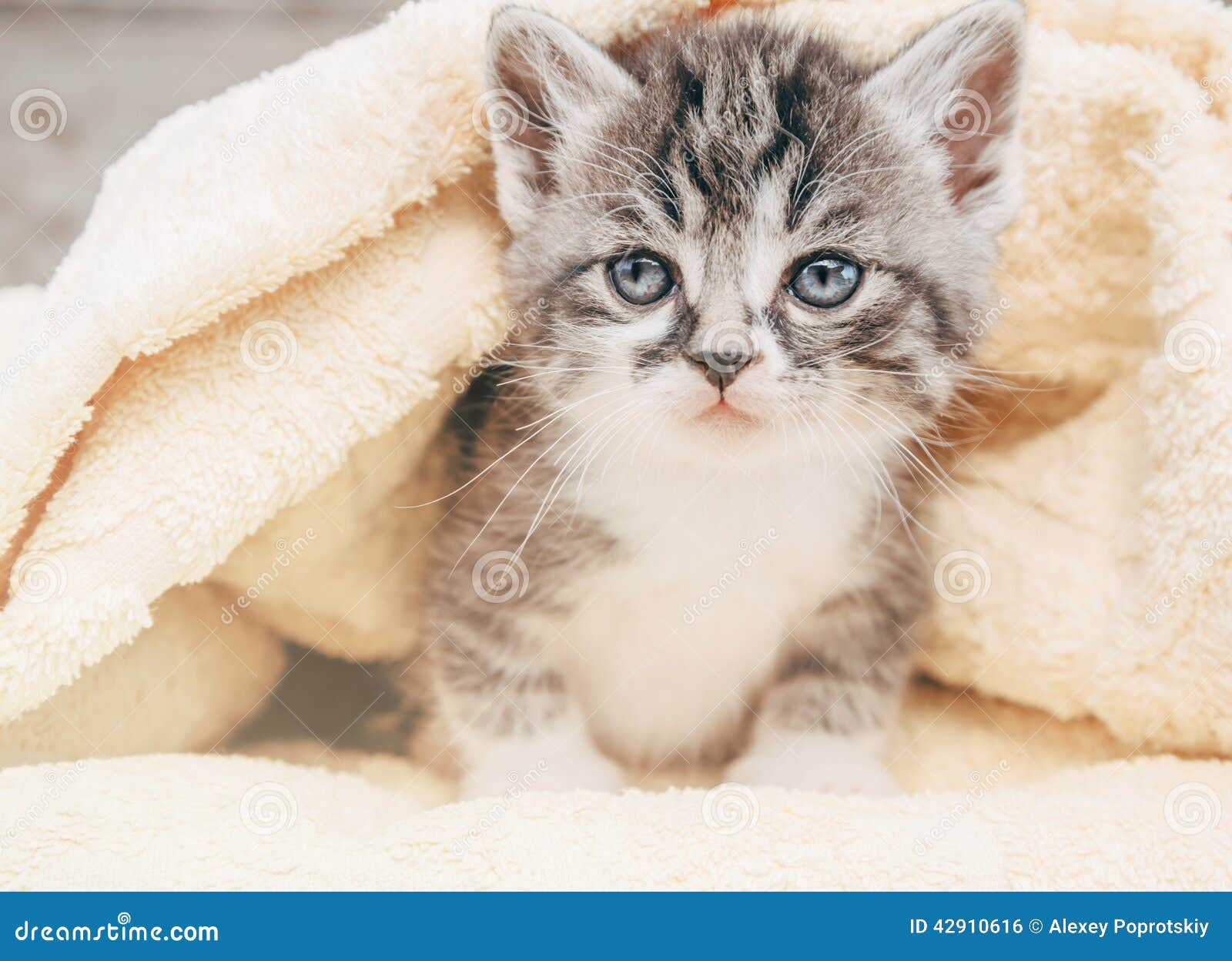 Kitten on towel stock photo. Image of towel, small, fluffy - 42910616