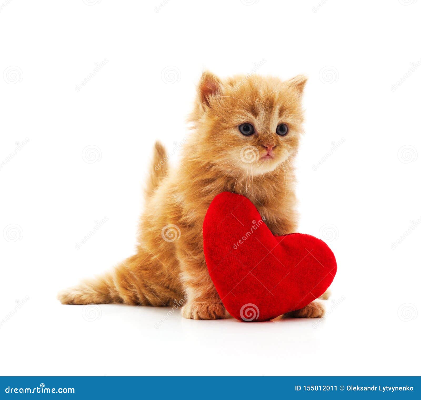 Kitten with toy heart stock image. Image of playing - 155012011