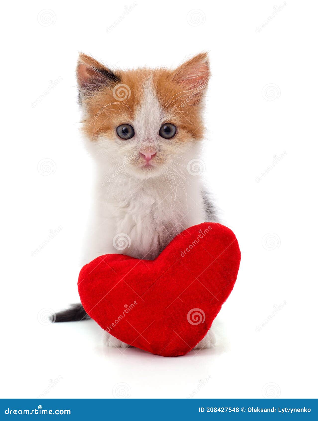 Kitten with toy heart stock photo. Image of holiday - 208427548