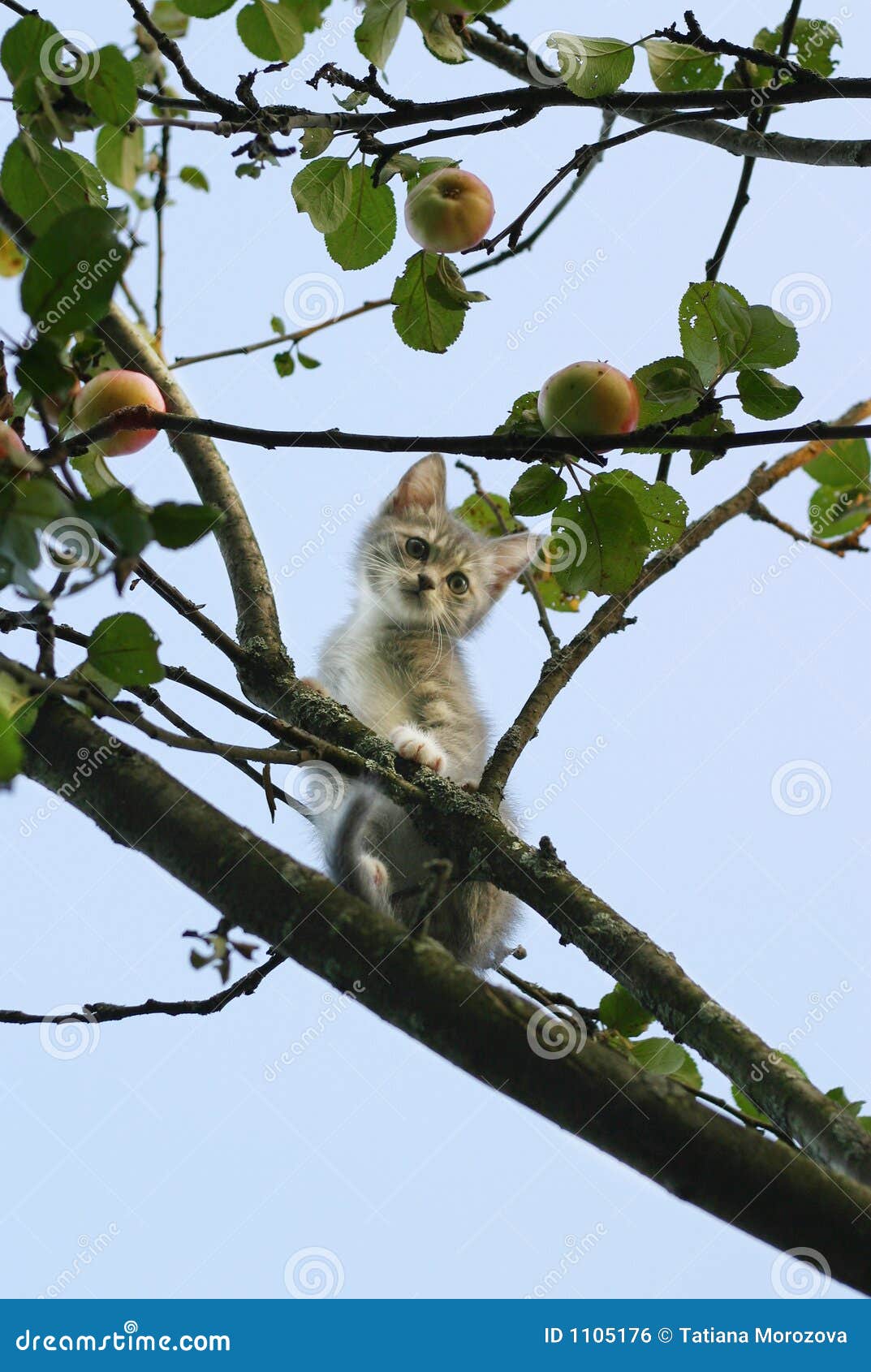 Kitten on a tree stock photo. Image of pets, kitten, kittycat - 1105176
