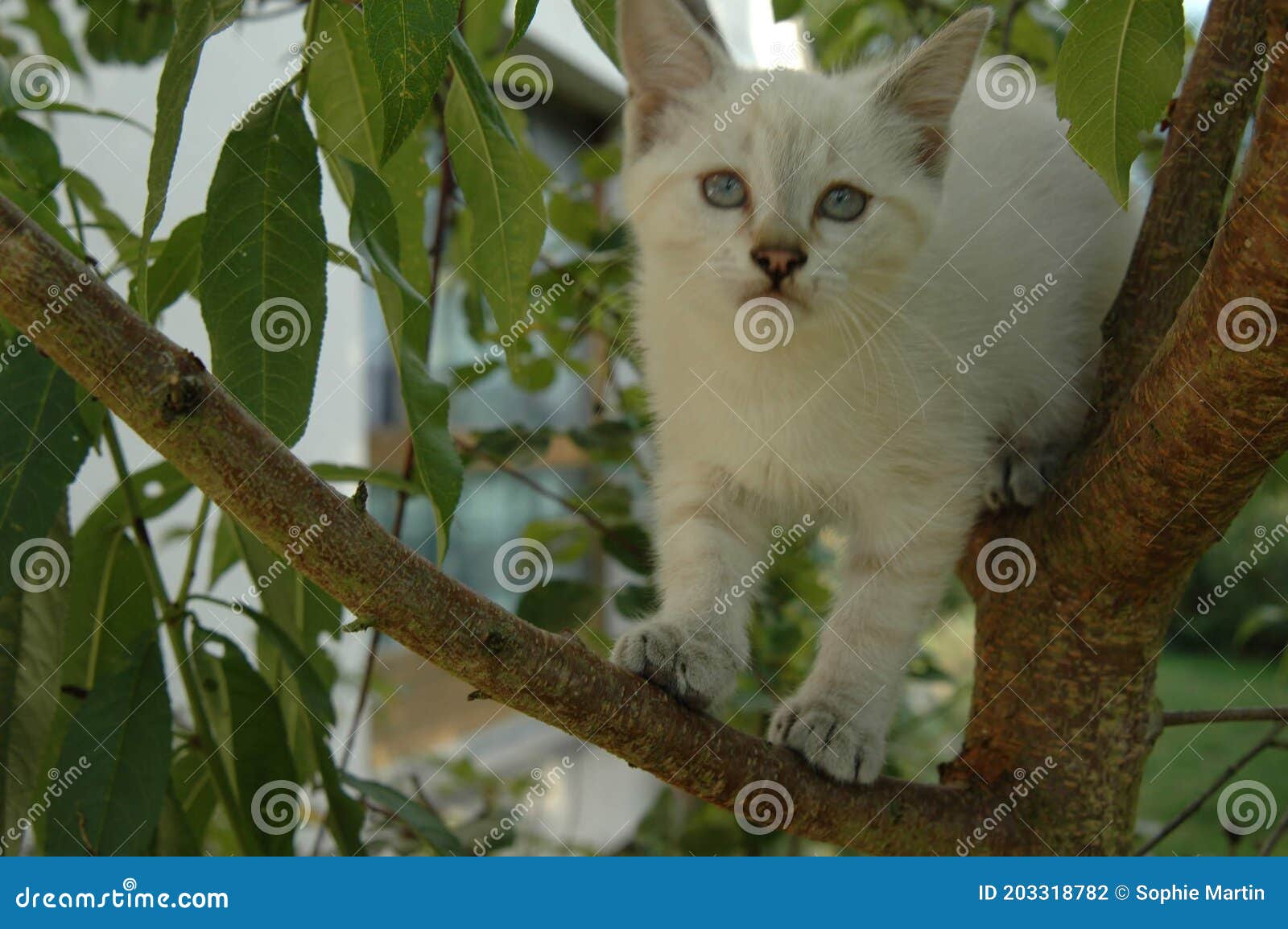 Kitten in tree stock photo. Image of tree, flower, mammal - 203318782