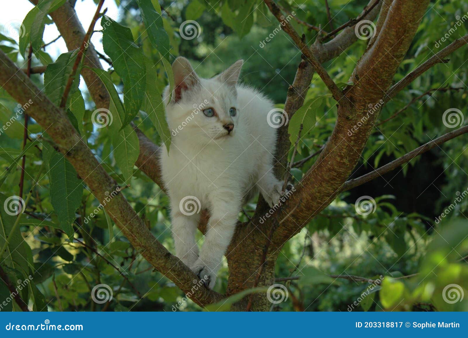 Kitten in tree stock image. Image of branch, plant, nature - 203318817