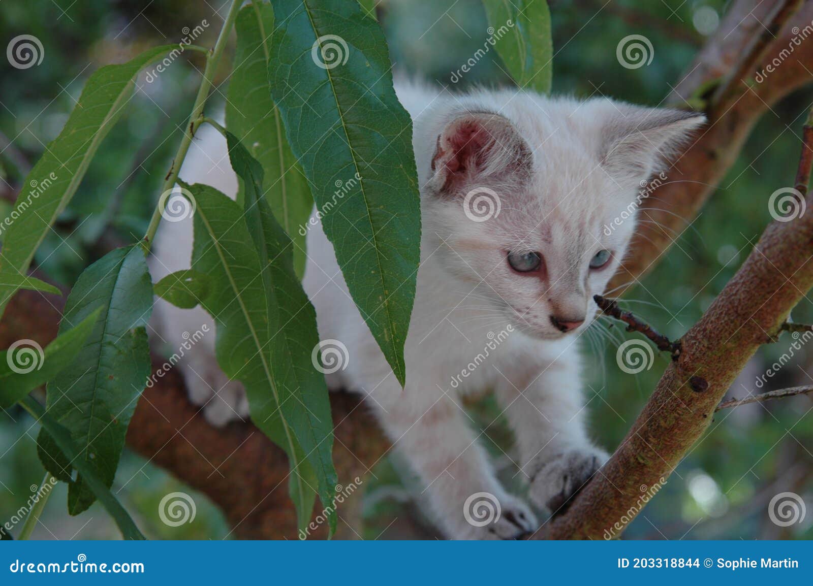 Kitten in tree stock photo. Image of tree, whiskers - 203318844