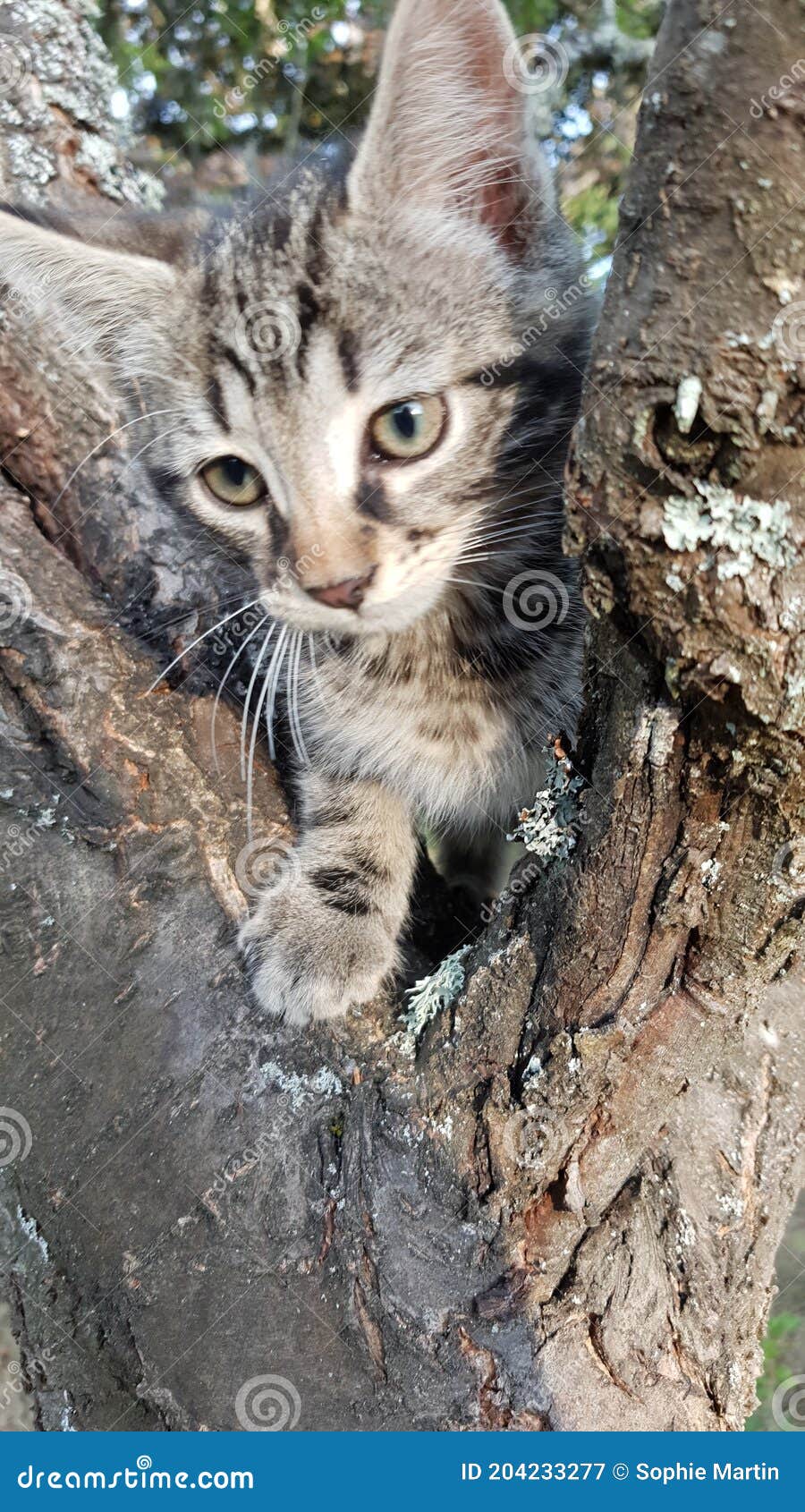 Kitten in tree stock image. Image of nature, mammal - 204233277