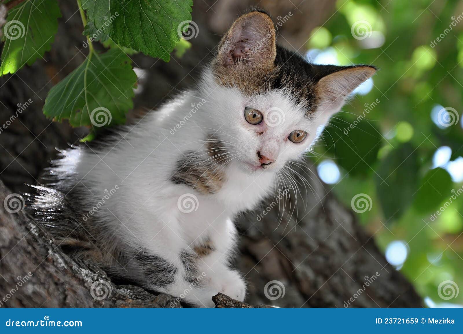 Kitten on the tree stock image. Image of beautiful, kitty - 23721659