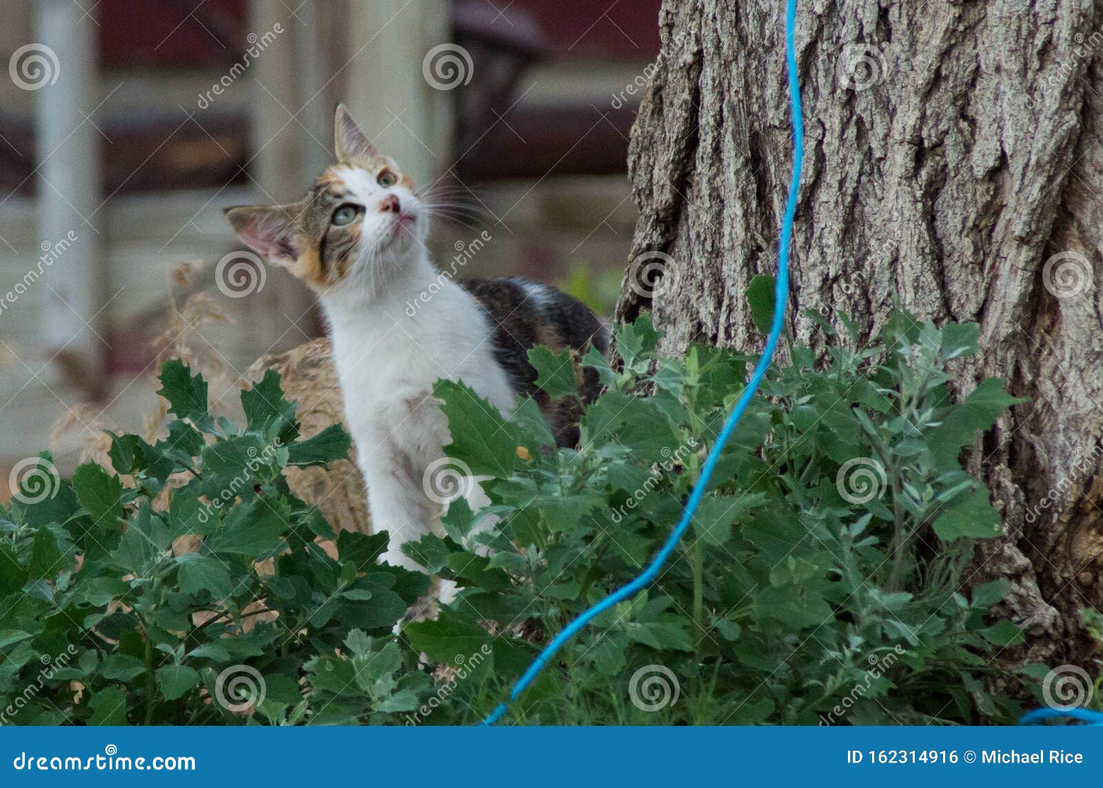 Kitten by tree stock photo. Image of exploration, garden - 162314916