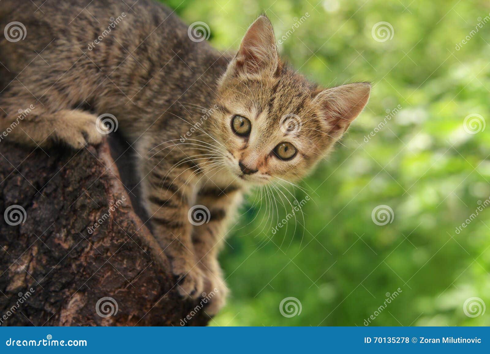 Kitten in the tree stock photo. Image of looking, kitten - 70135278