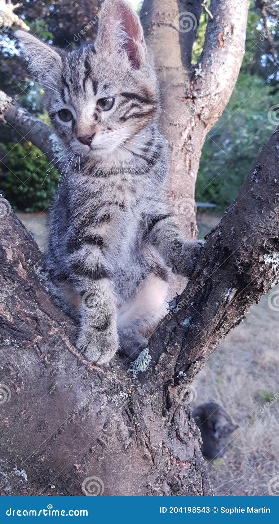Kitten in tree stock image. Image of garden, animal - 204198543