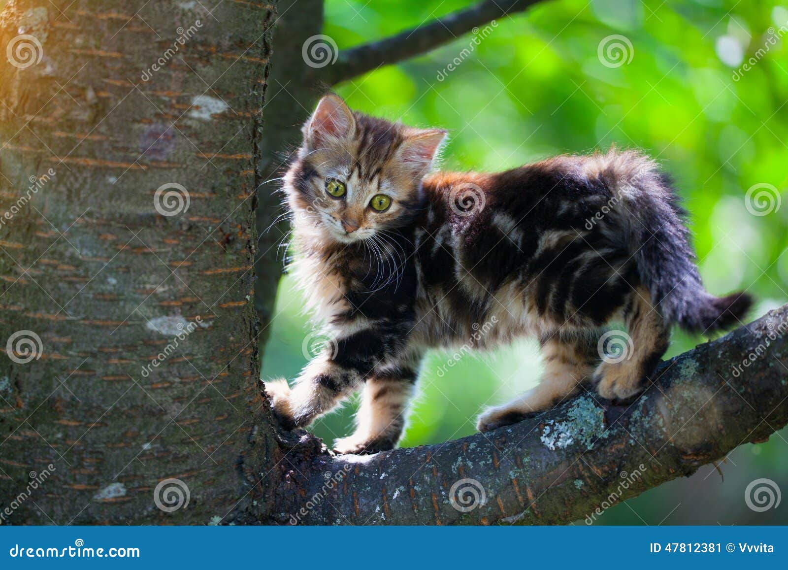Kitten on a tree stock image. Image of warm, adorable - 47812381