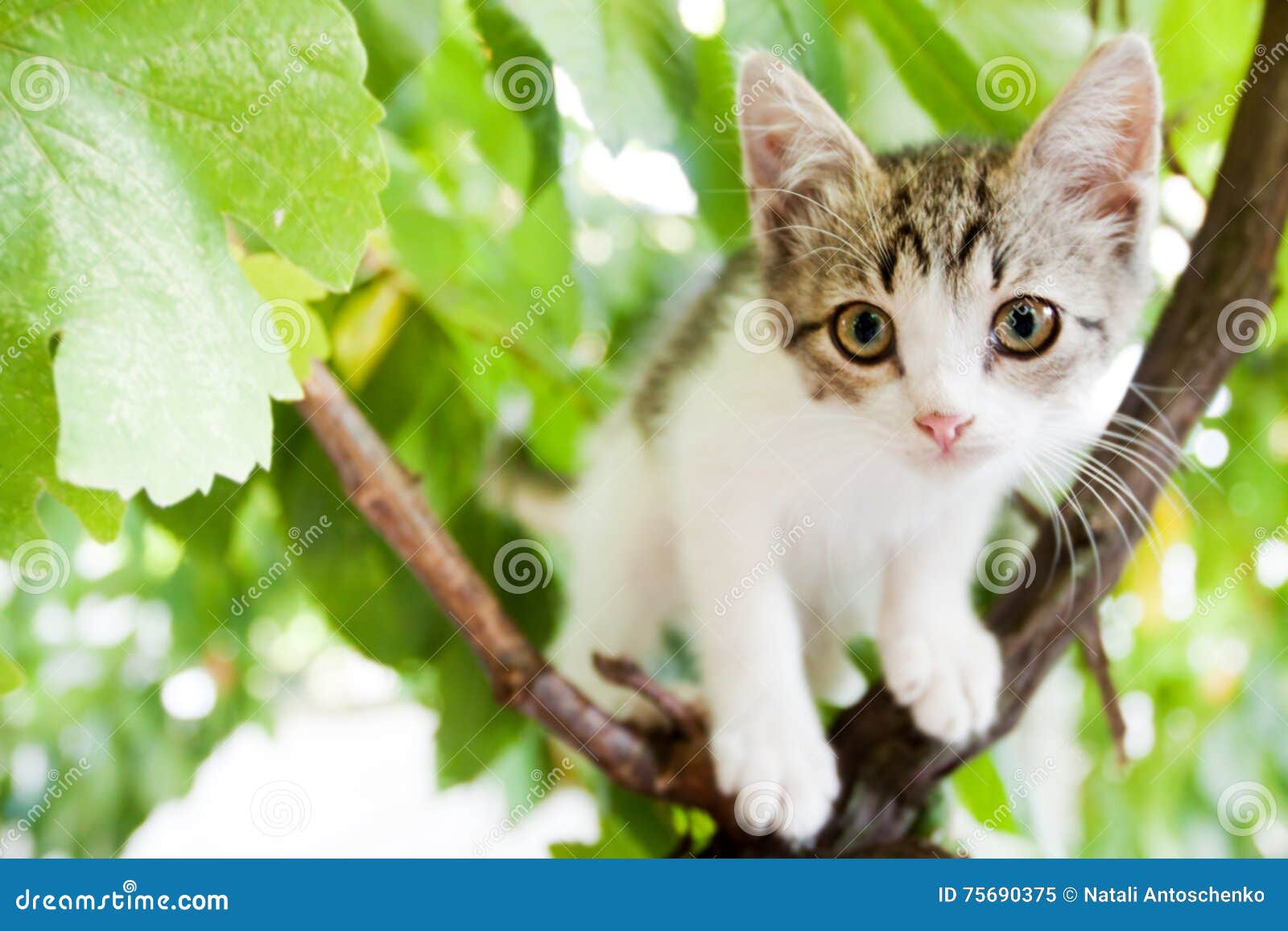 Kitten on the tree stock image. Image of beautiful, feline - 75690375