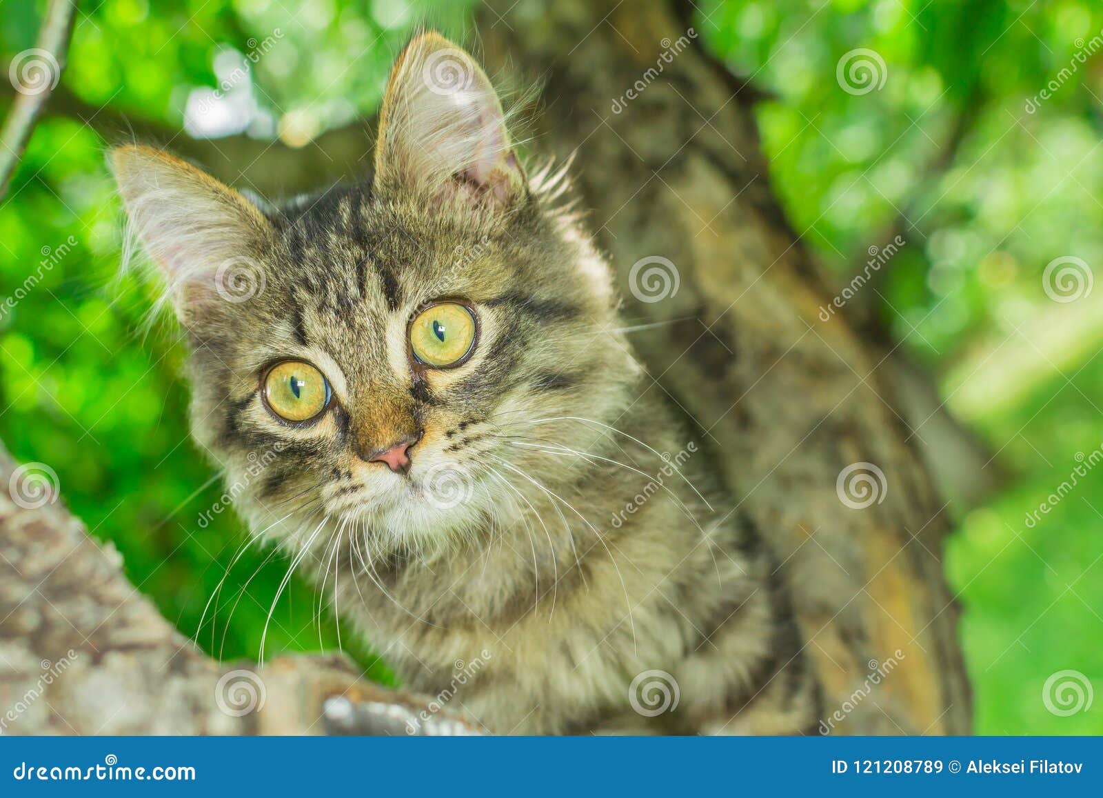 Kitten in the tree stock image. Image of little, fluffy - 121208789