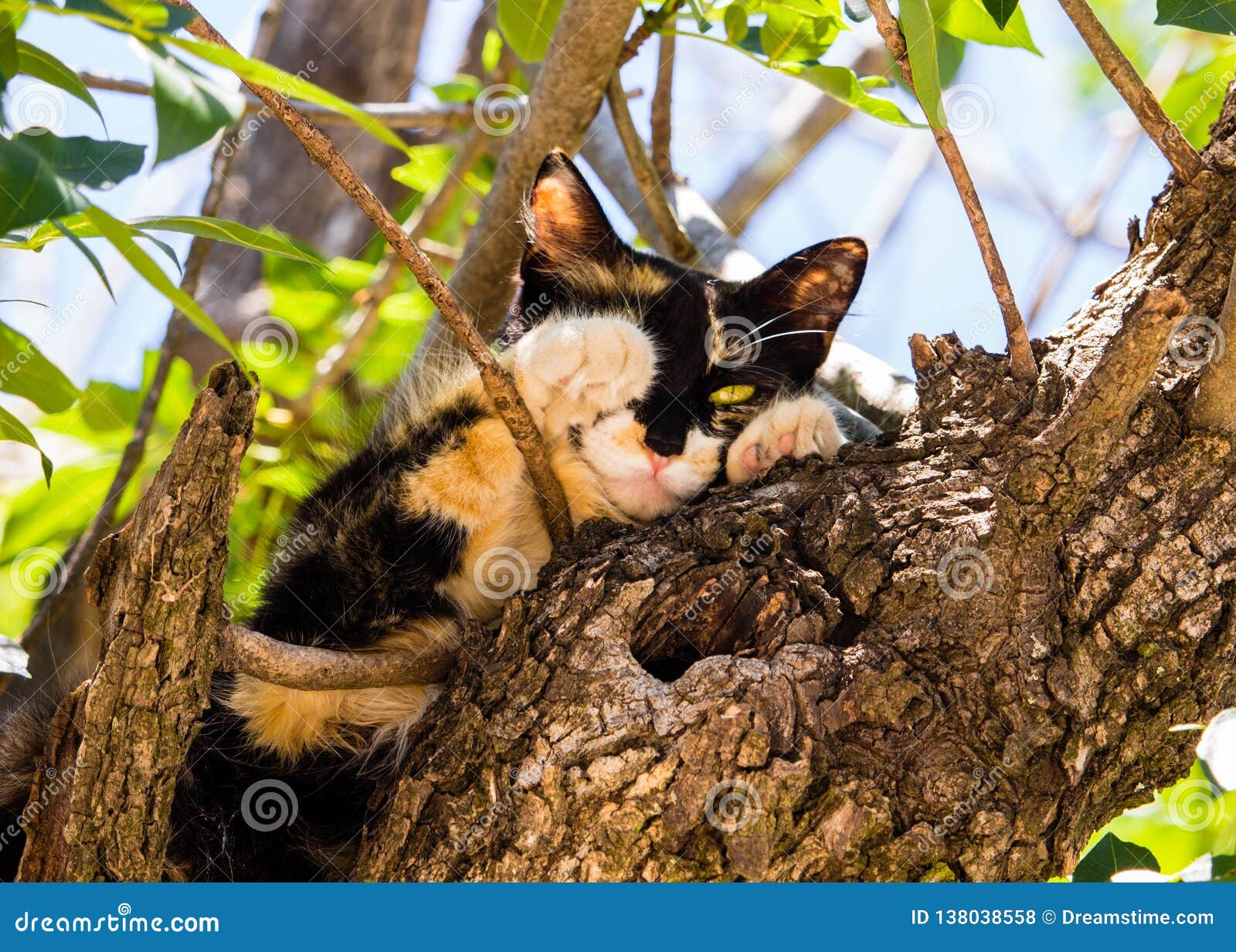 Kitten in the tree stock photo. Image of tree, sleep - 138038558