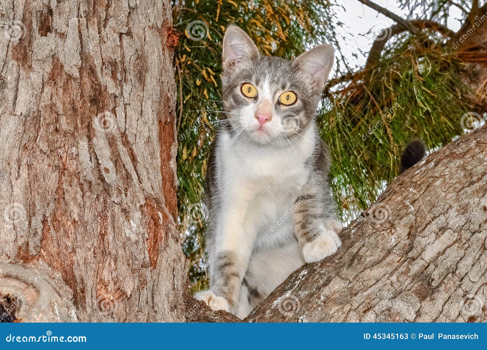 Kitten in Tree stock image. Image of tree, gray, pets - 45345163