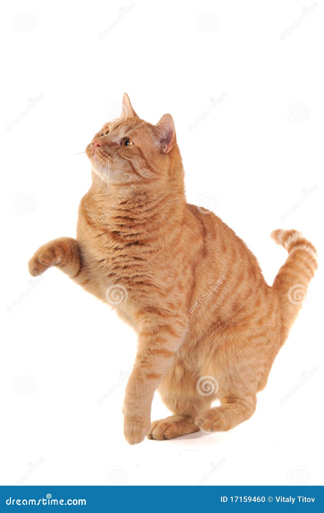 Kitten Trying To Catch Something Stock Photo - Image of playful ...