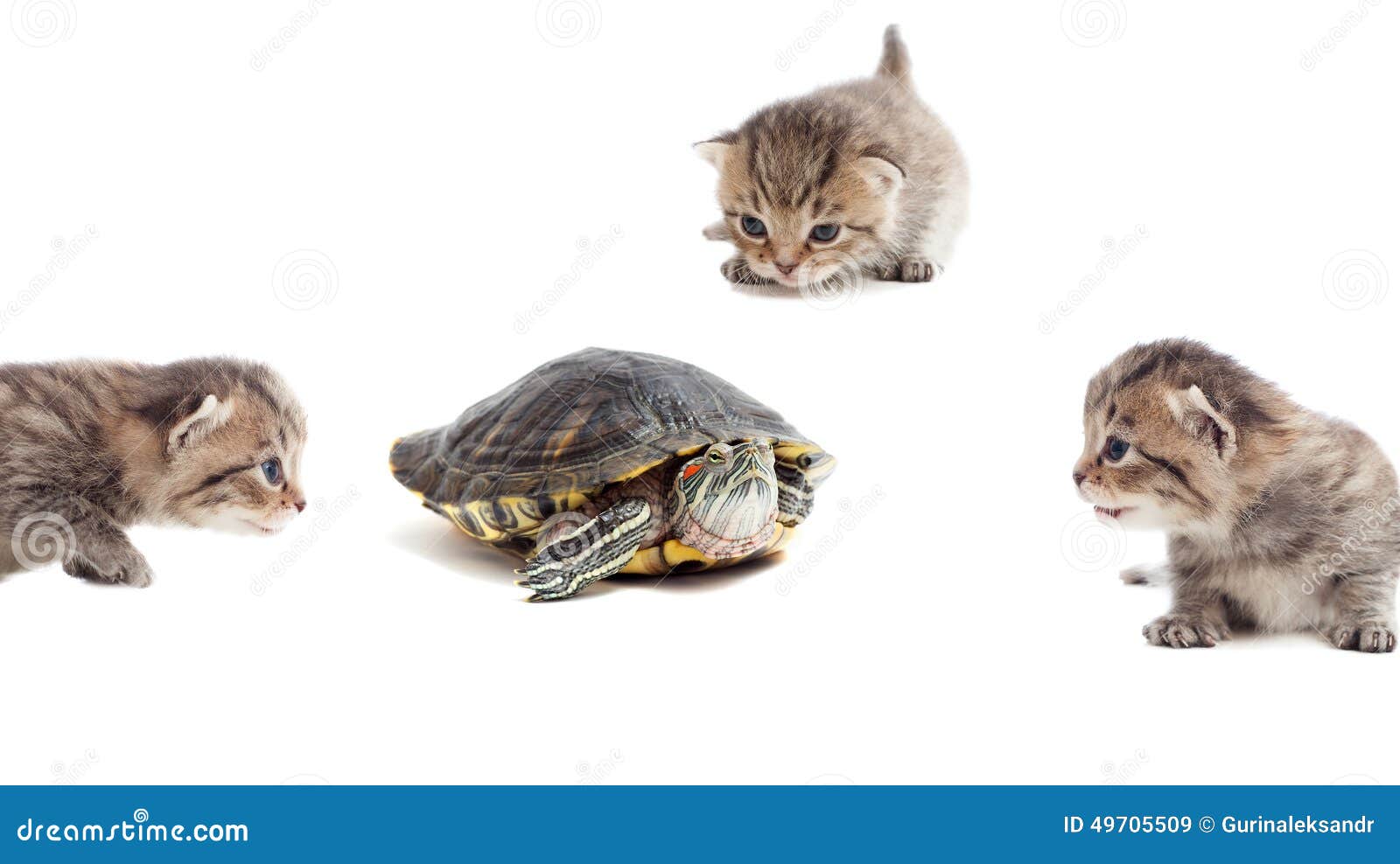 Kitten and turtle stock image. Image of actions, sliders - 49705509