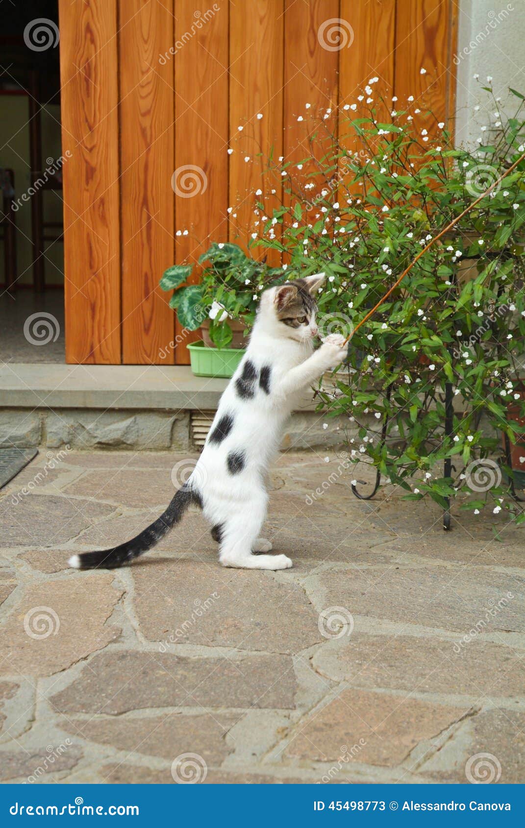 Kitten on two paws stock image. Image of outdoor, kitten - 45498773