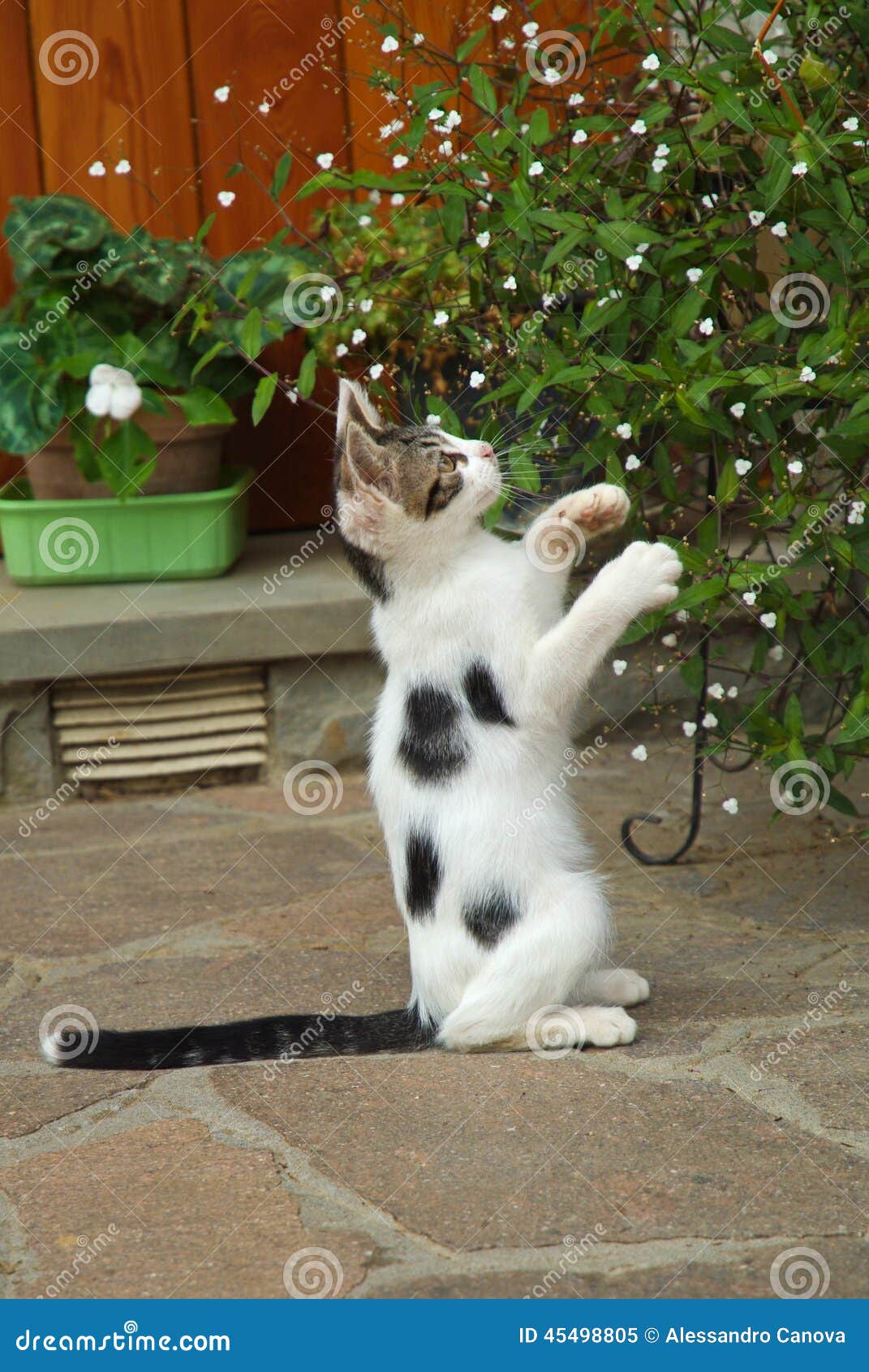 Kitten on two paws stock image. Image of game, shorthair - 45498805