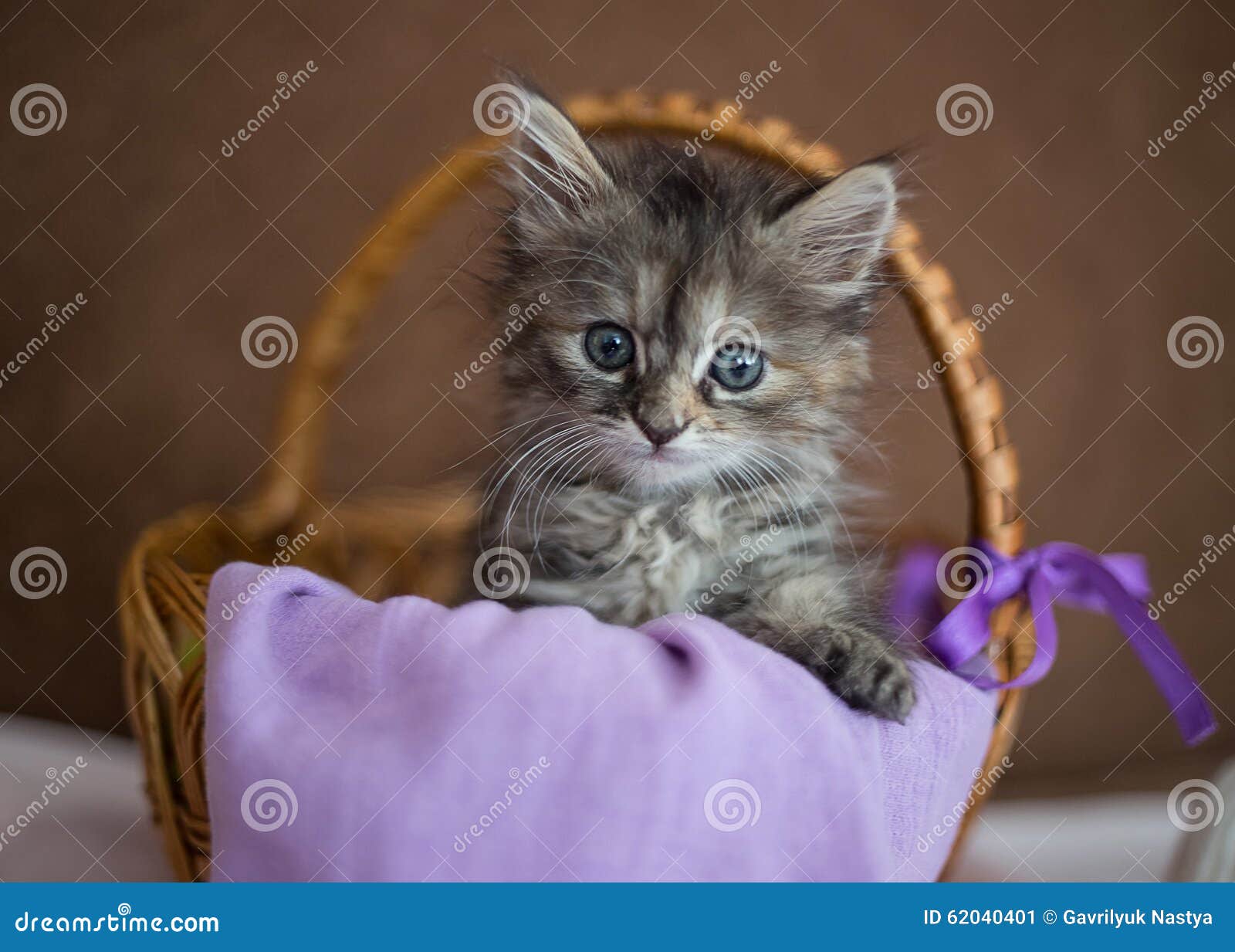 Kitten stock image. Image of home, nice, surprise, game - 62040401