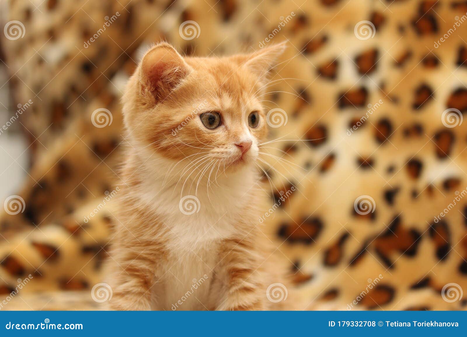 Kitten very nice stock photo. Image of domestic, grey - 179332708