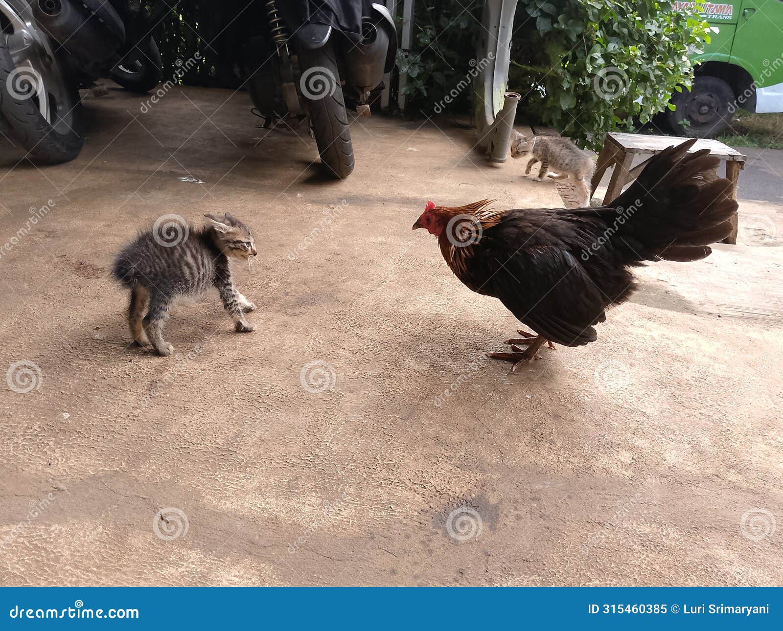 Kitten vs chicken stock image. Image of nature, cute - 315460385